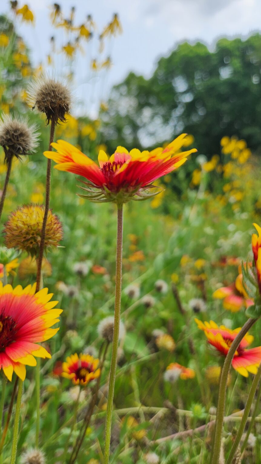 Canal Park | Pickaway County Park District